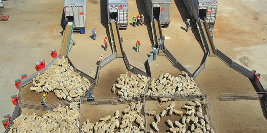 Малыг амьдаар нь экспортлохгүй байх шийдвэр гарлаа Жаргалтай